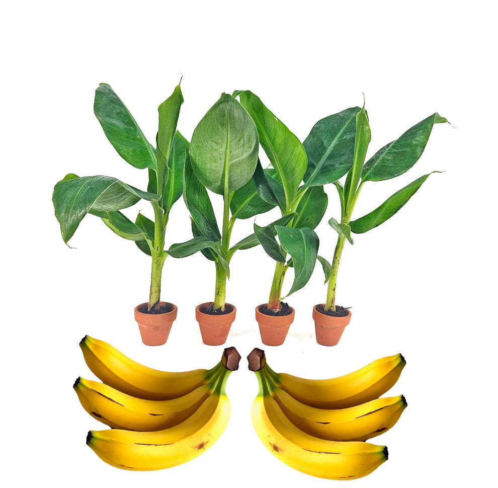 Musa 'Double' Banana, Mahoi Banana, Banana Tree, Rare Banana Tree, TSE ...